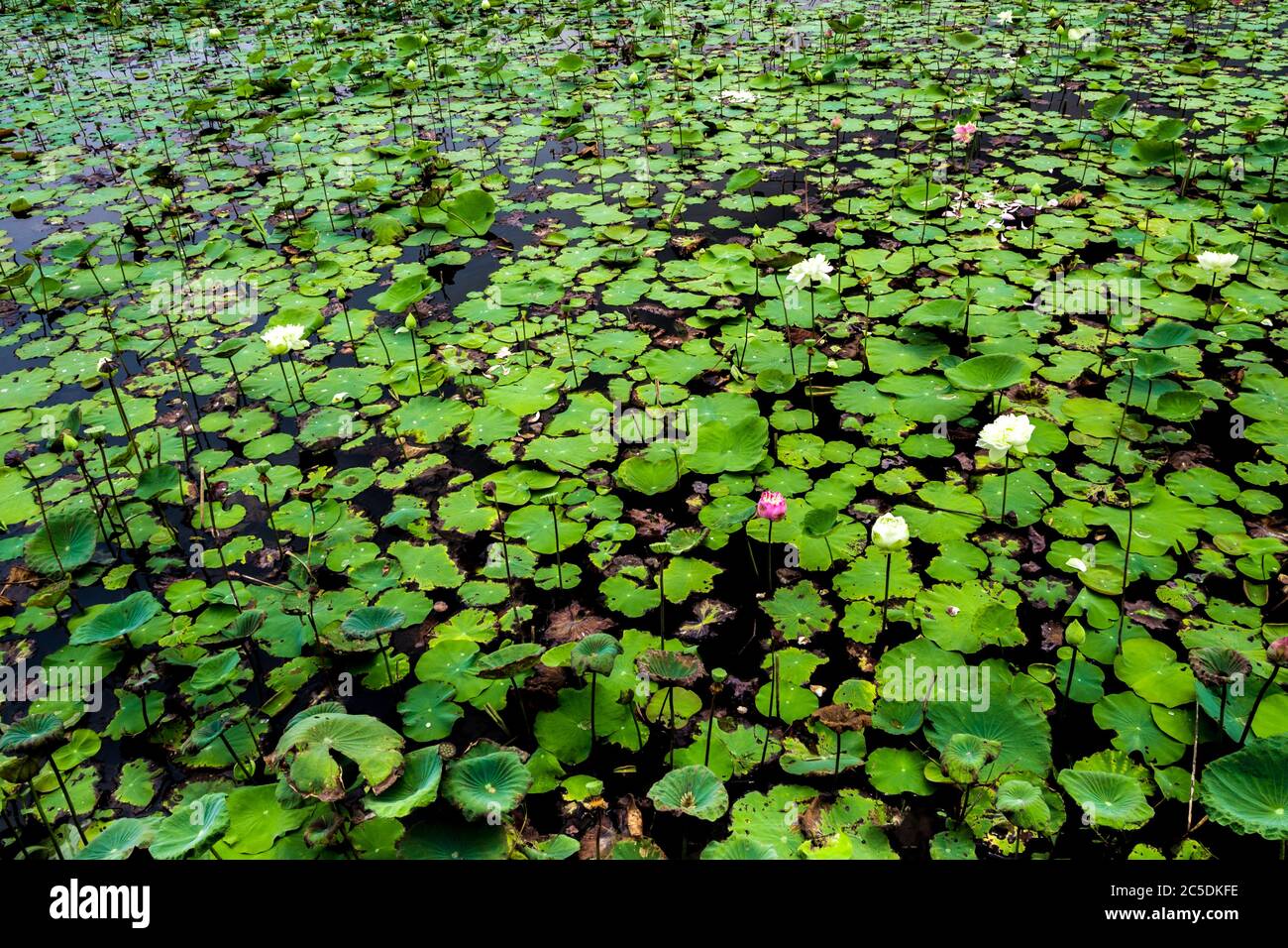 Wilt Plant High Resolution Stock Photography and Images - Alamy