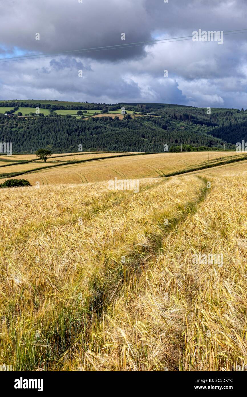 Wheat, Agricultural Field, Cereal Plant, Barley, Agriculture, Crop ...