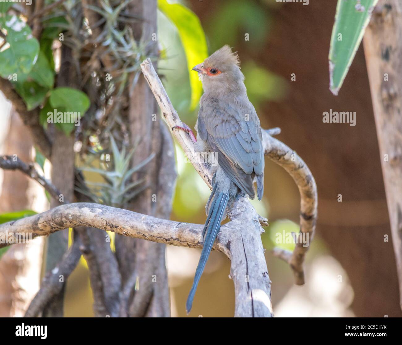 Wildlife in urban areas - bird life in a domestic garden on the ...