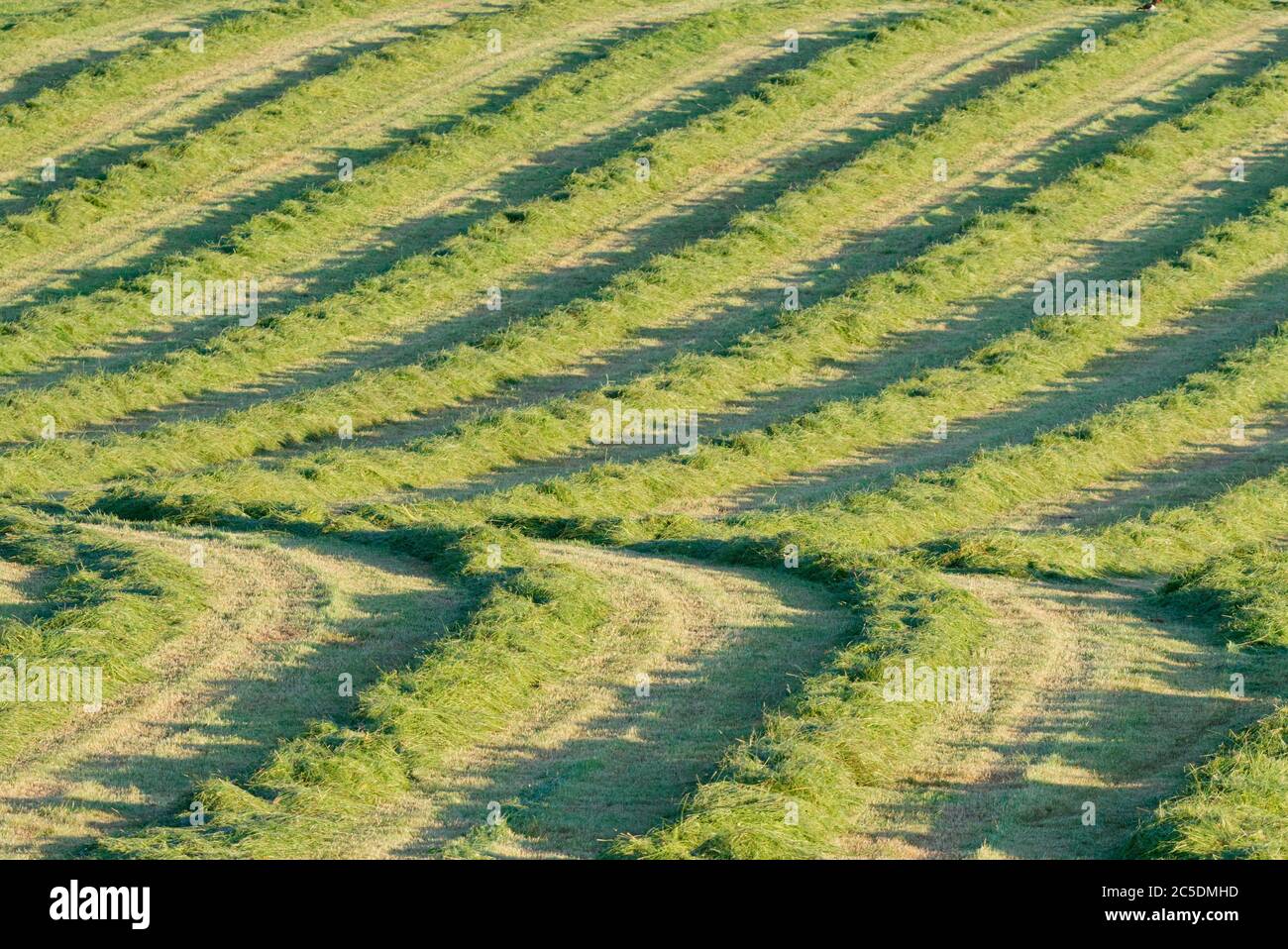 Grass silage cutting hi-res stock photography and images - Alamy