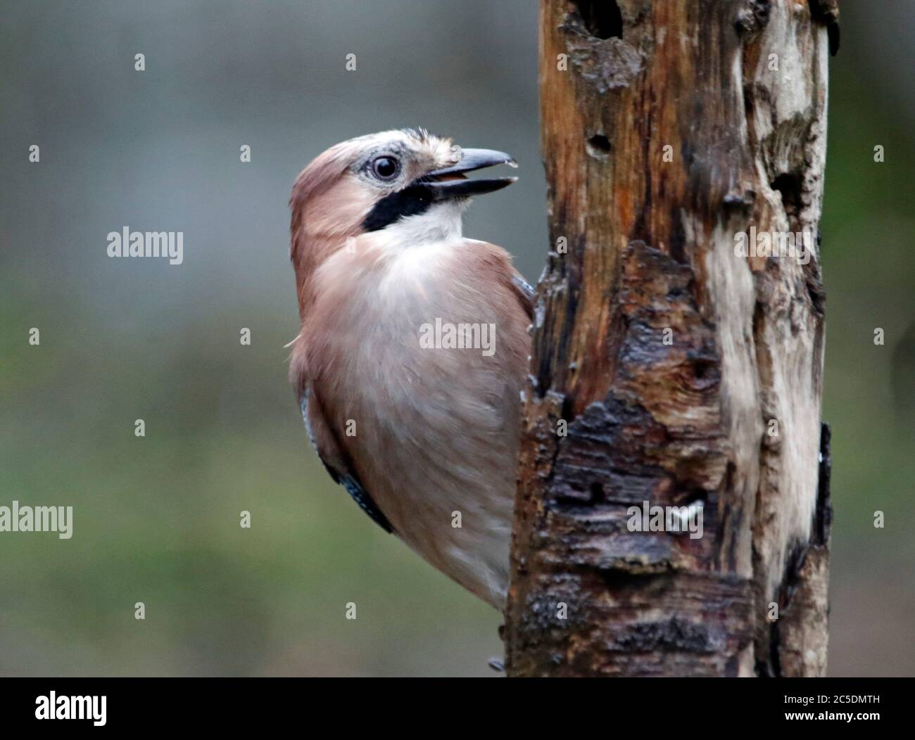 Eurasian jay feeding in an oak wood Stock Photo - Alamy