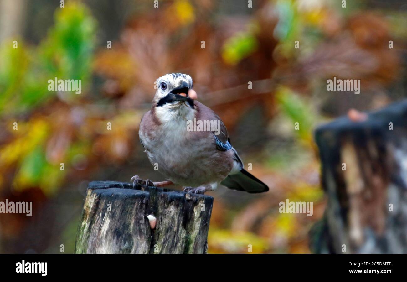 Oak woodland birdlife hi-res stock photography and images - Alamy