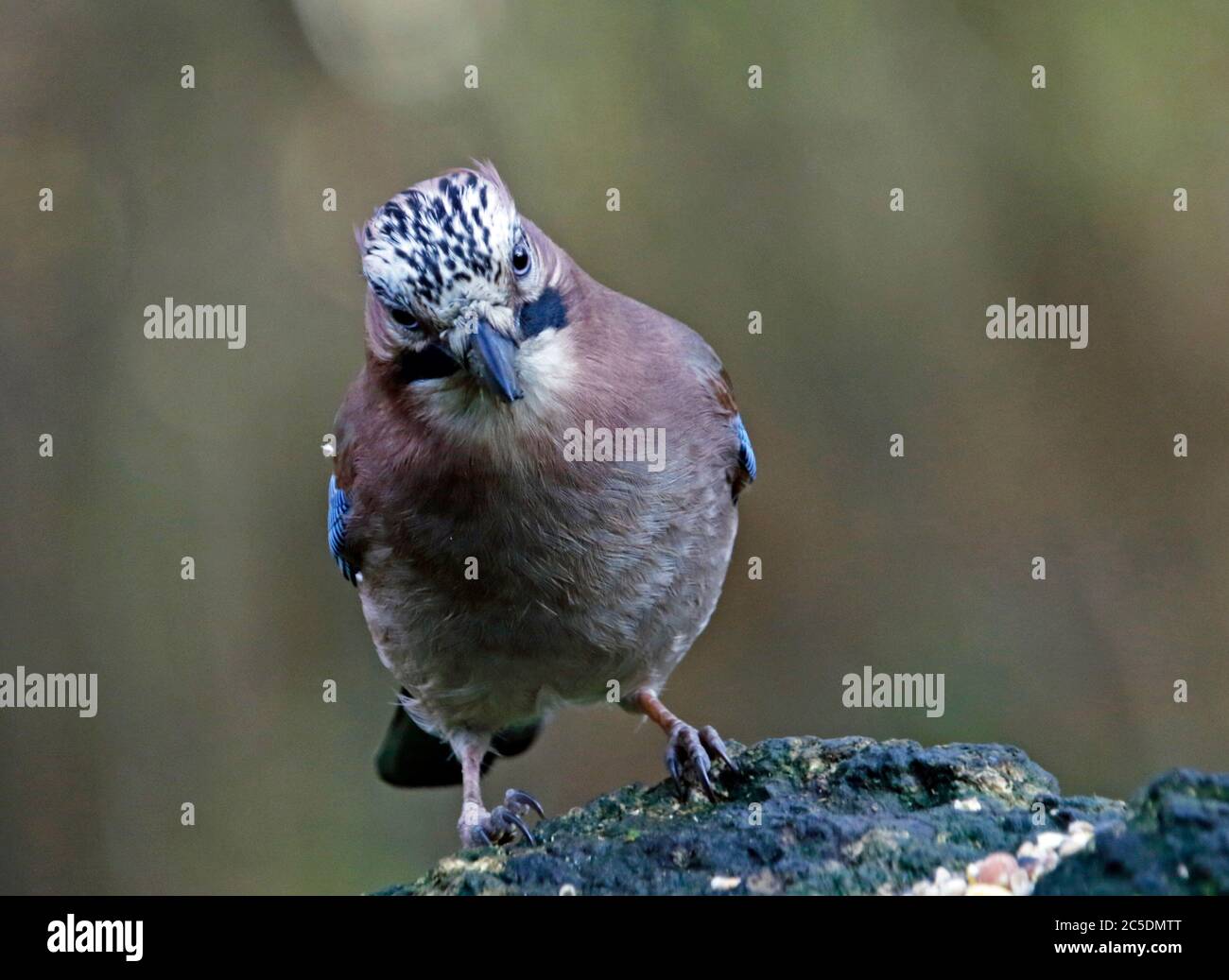 Oak woodland birdlife hi-res stock photography and images - Alamy