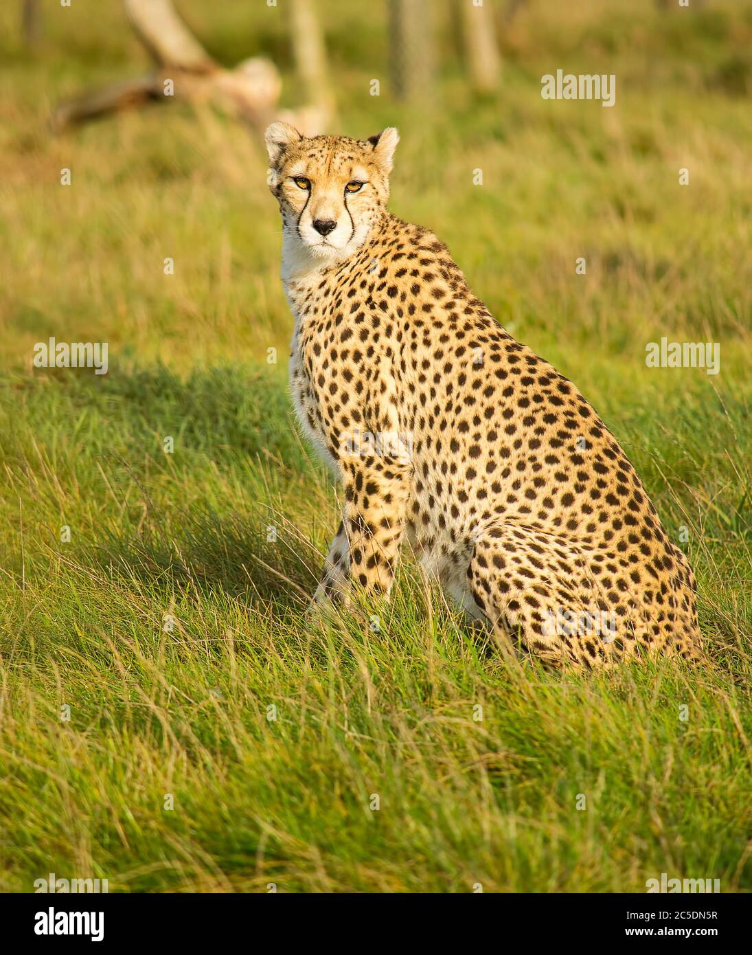 The fastest animal on the land, the cheetah Stock Photo - Alamy