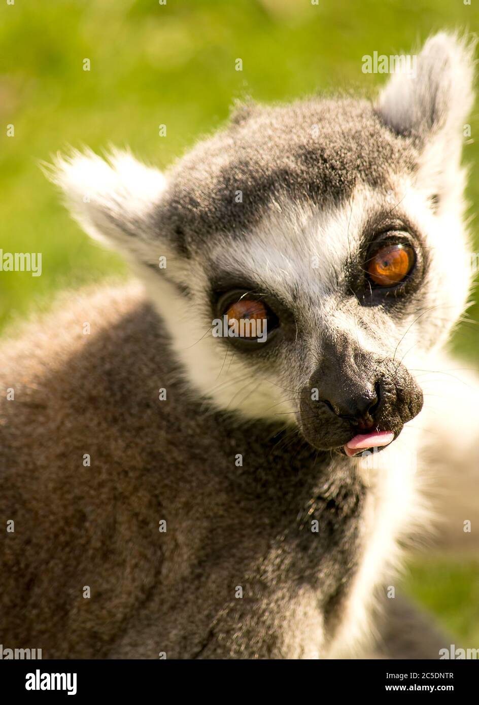 Closeup portrait of a cute lemur from Madagascar Stock Photo - Alamy