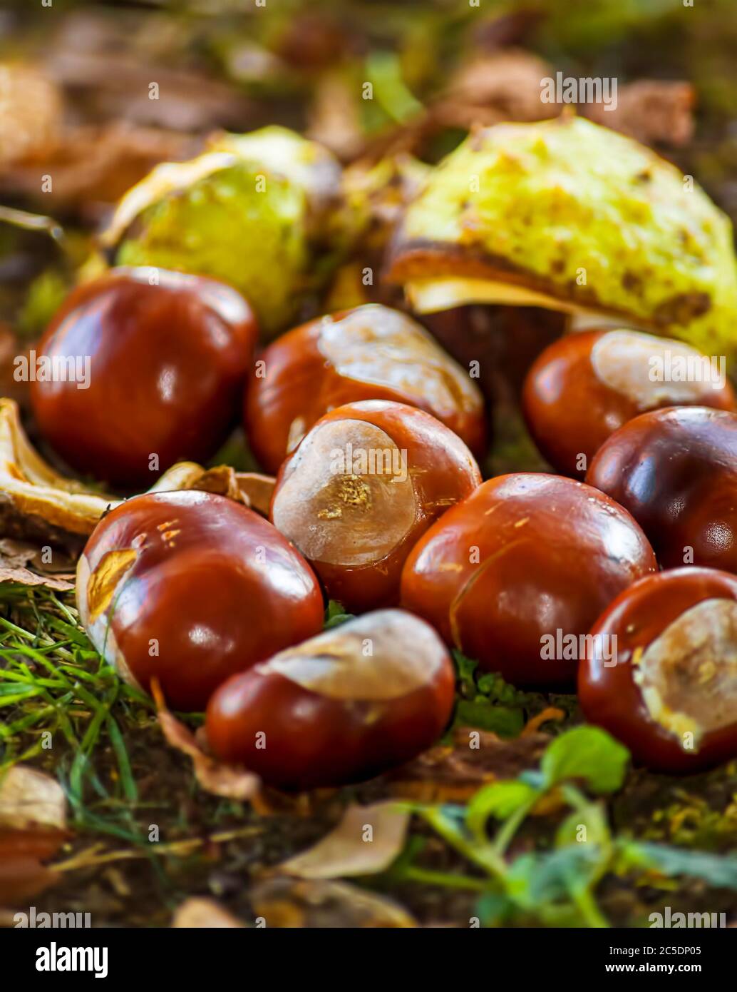Group of conkers hi-res stock photography and images - Alamy