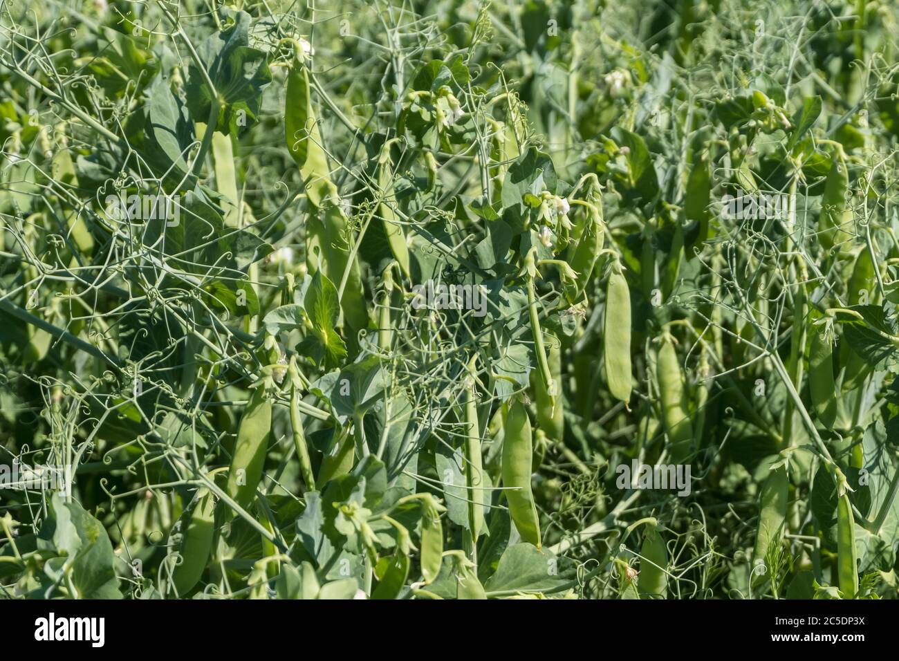 huge field of green peas Stock Photo - Alamy