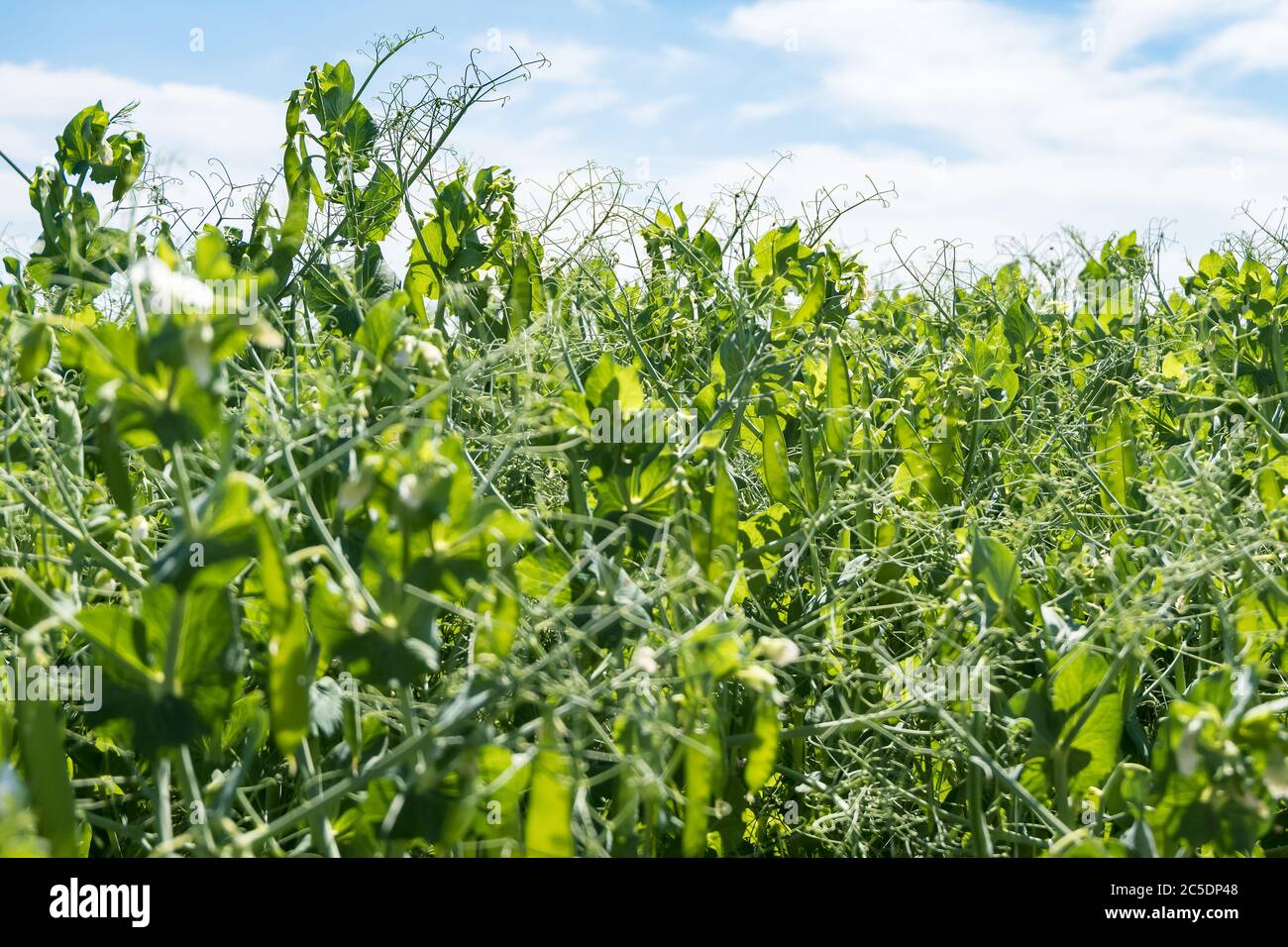 huge field of green peas on blue sky background Stock Photo - Alamy