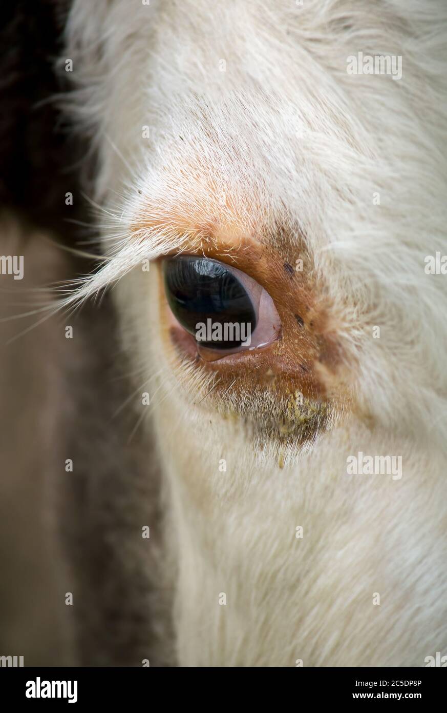 Closeup image of an eye of a cow Stock Photo - Alamy