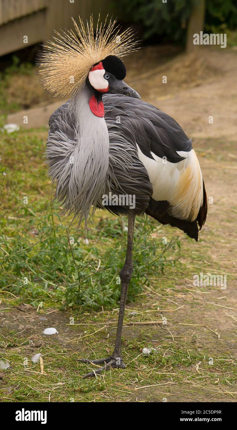 Image of a beautiful crane bird standing with one leg Stock Photo - Alamy