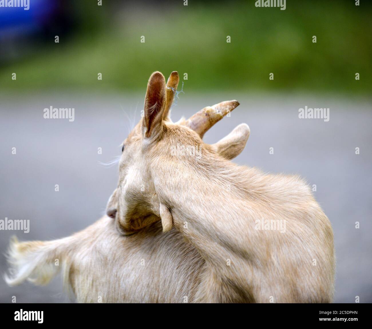 domestic animal goat grazing ,image Stock Photo - Alamy