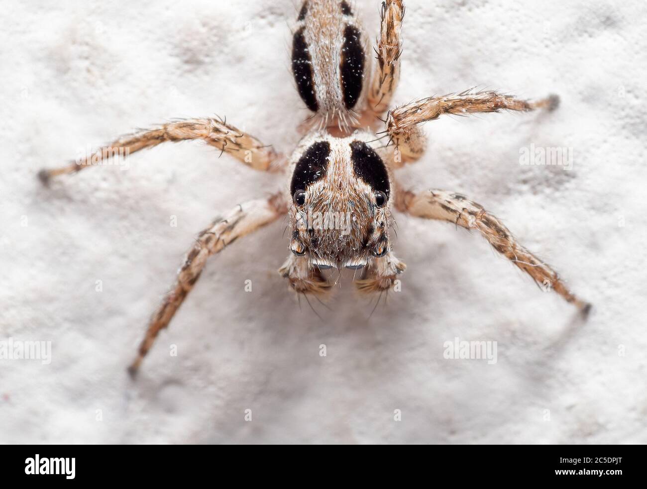 Macro Photography of Five Legs Jumping Spider on White Wall Stock Photo ...