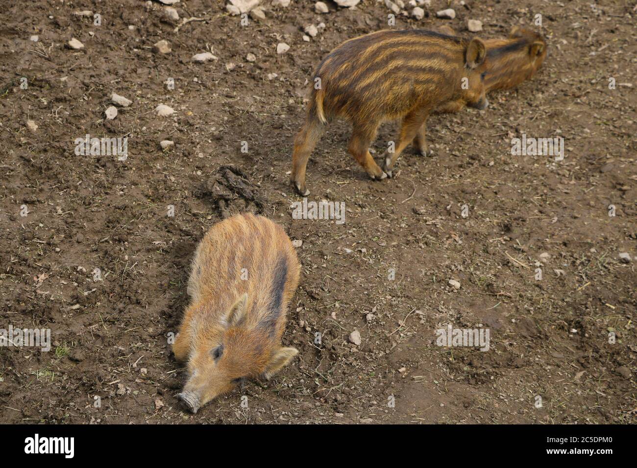 Baby ground hog hi-res stock photography and images - Alamy