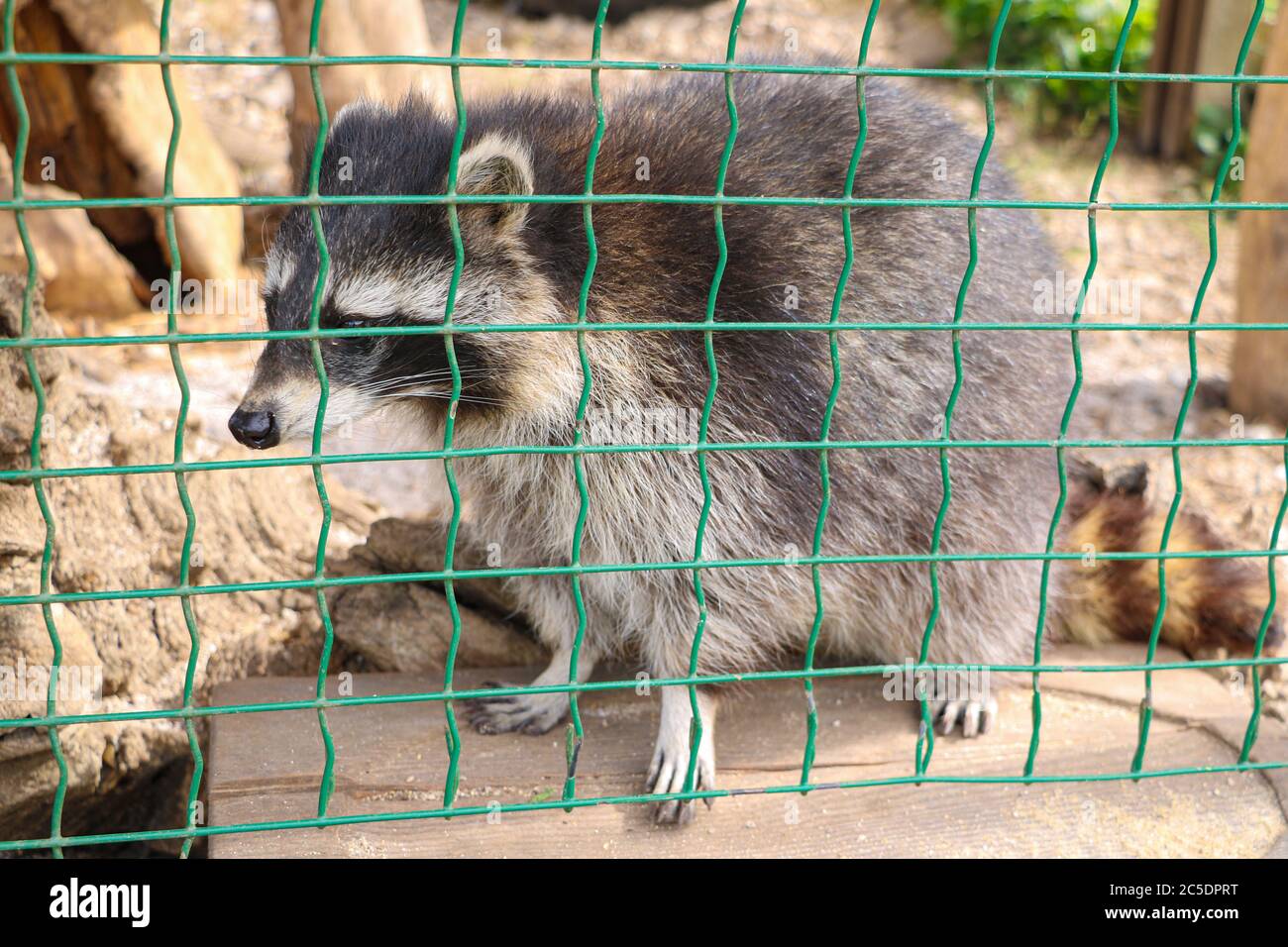 Wild north american animal cage hi-res stock photography and images - Alamy