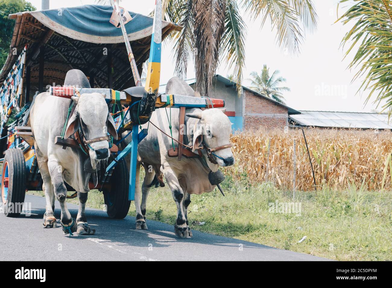 Cow cart or Gerobak Sapi with two white oxen pulling wooden cart with ...