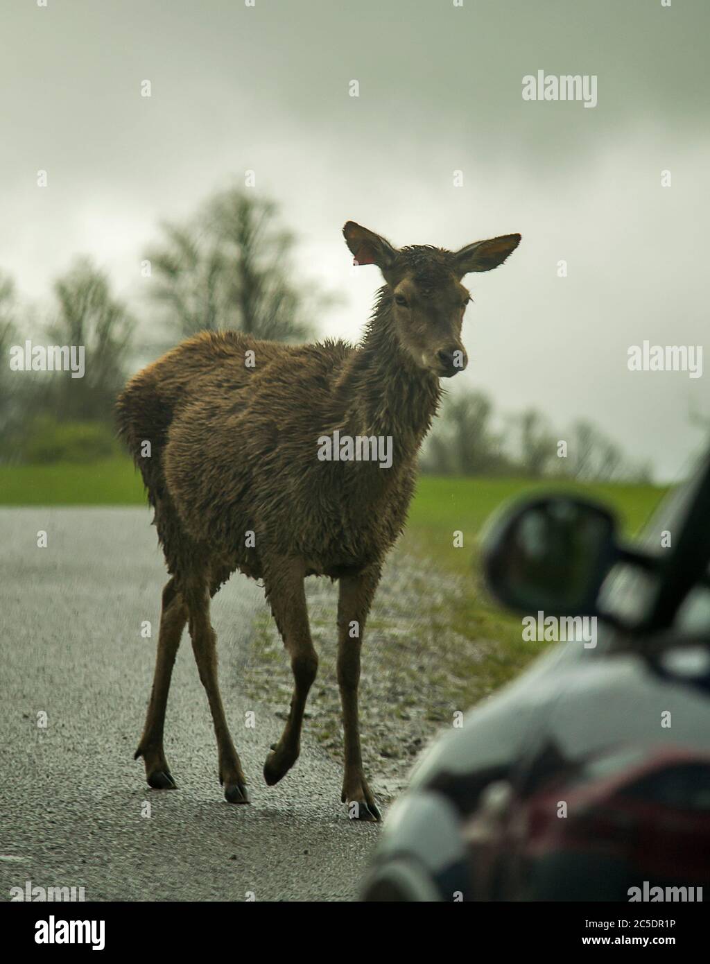 Deer in street front hi-res stock photography and images - Alamy