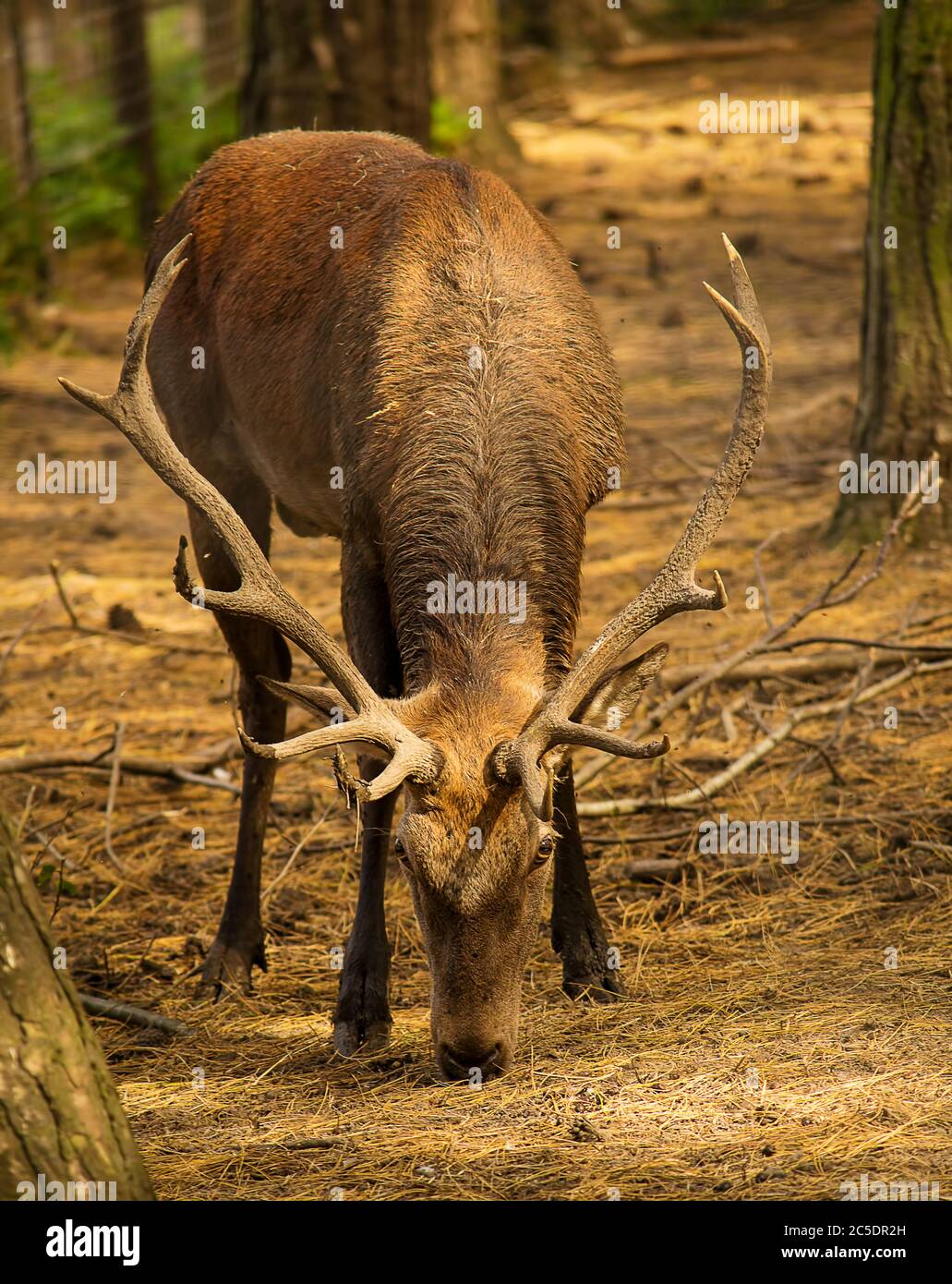 Deer stag eating in the forest Stock Photo - Alamy