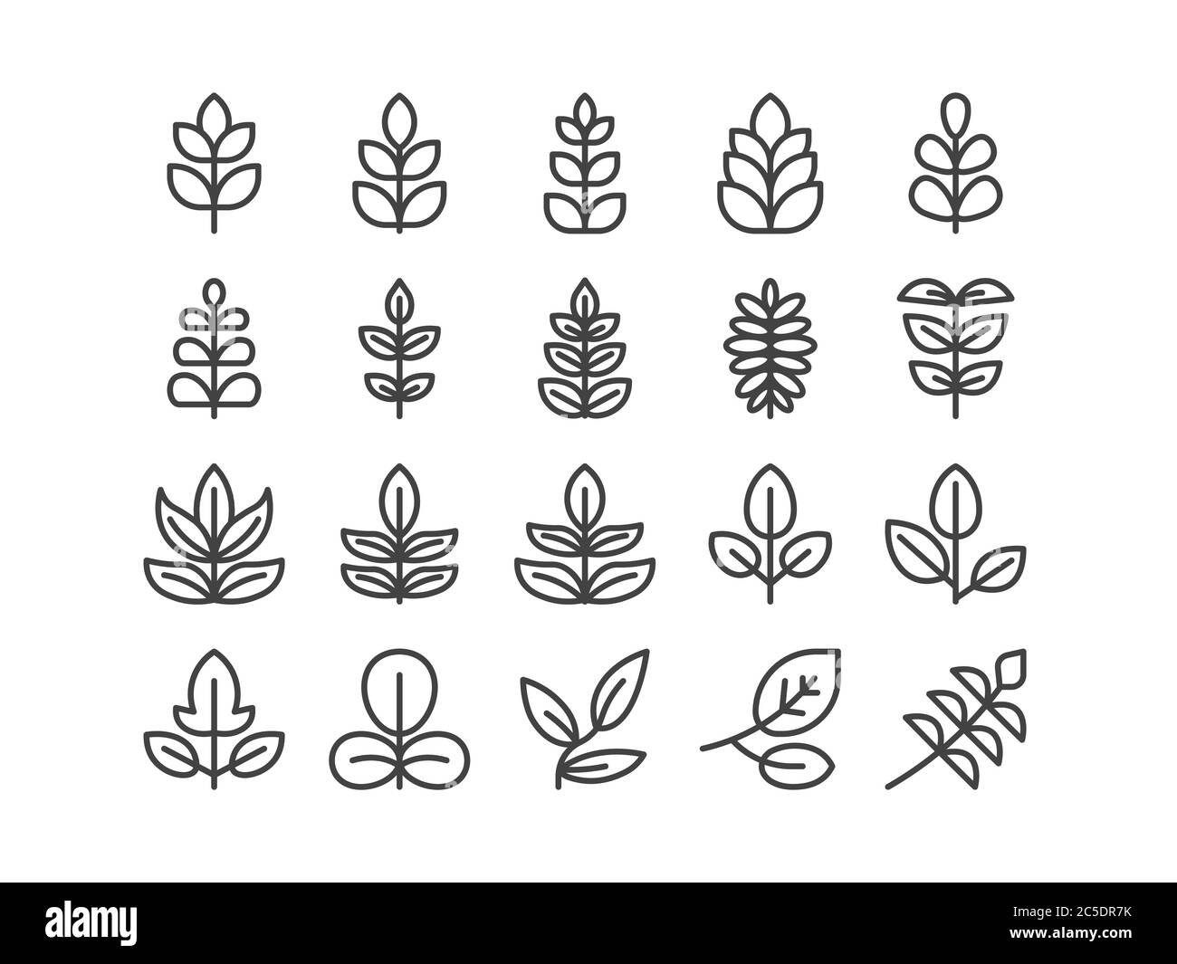 Compound Leaf Outline