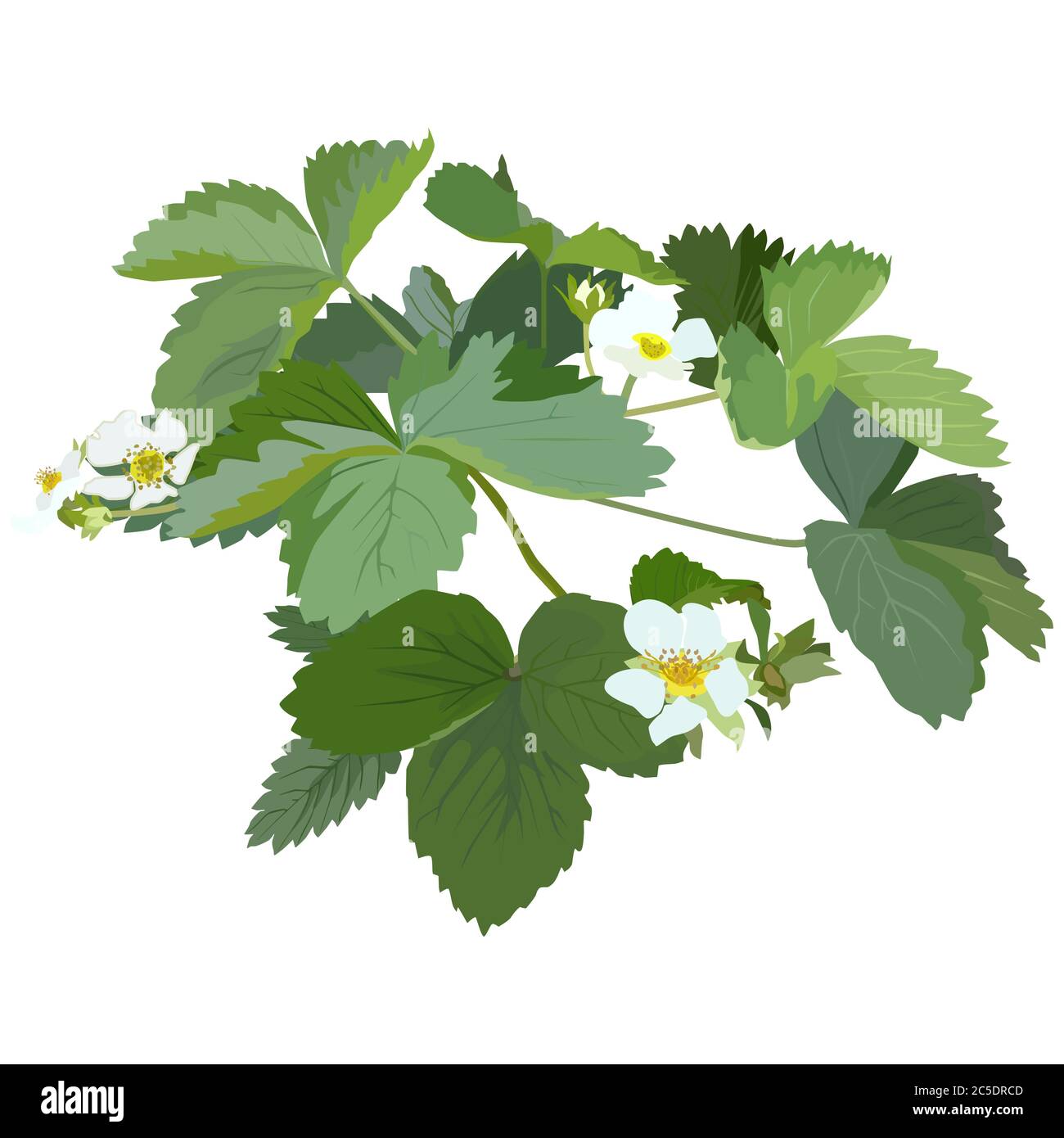 Garden strawberry plant blossom, vector flat isolated illustration ...