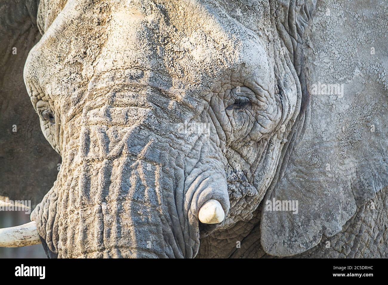 Close up shot of an elephant head Stock Photo - Alamy