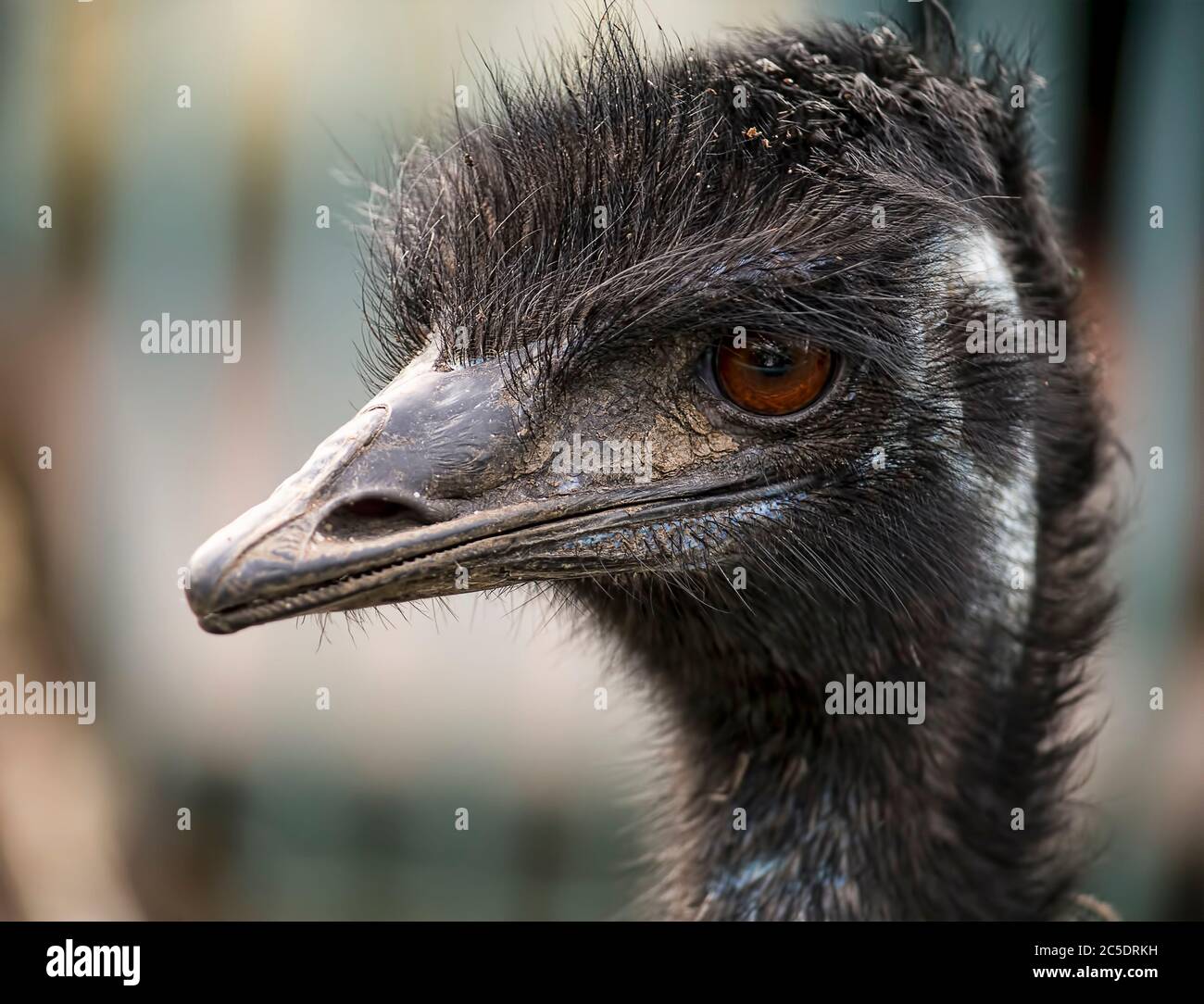 Emu head hi-res stock photography and images - Alamy