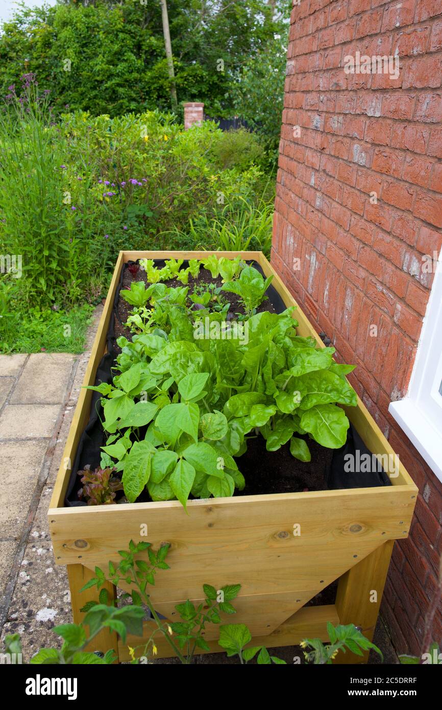 Plants growing in a vegetable trug (VegTrug) at home Stock Photo - Alamy