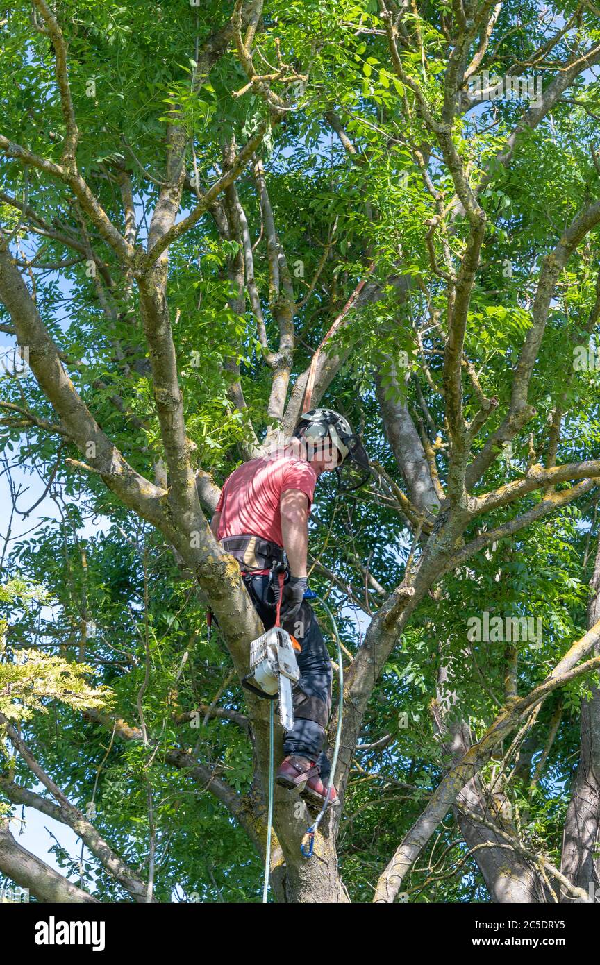 A Tree Surgeon or Arborist roped to a tree ready to work Stock Photo ...