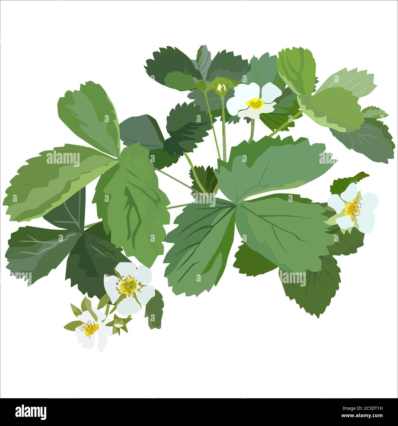 Garden strawberry plant blossom, vector flat isolated illustration ...