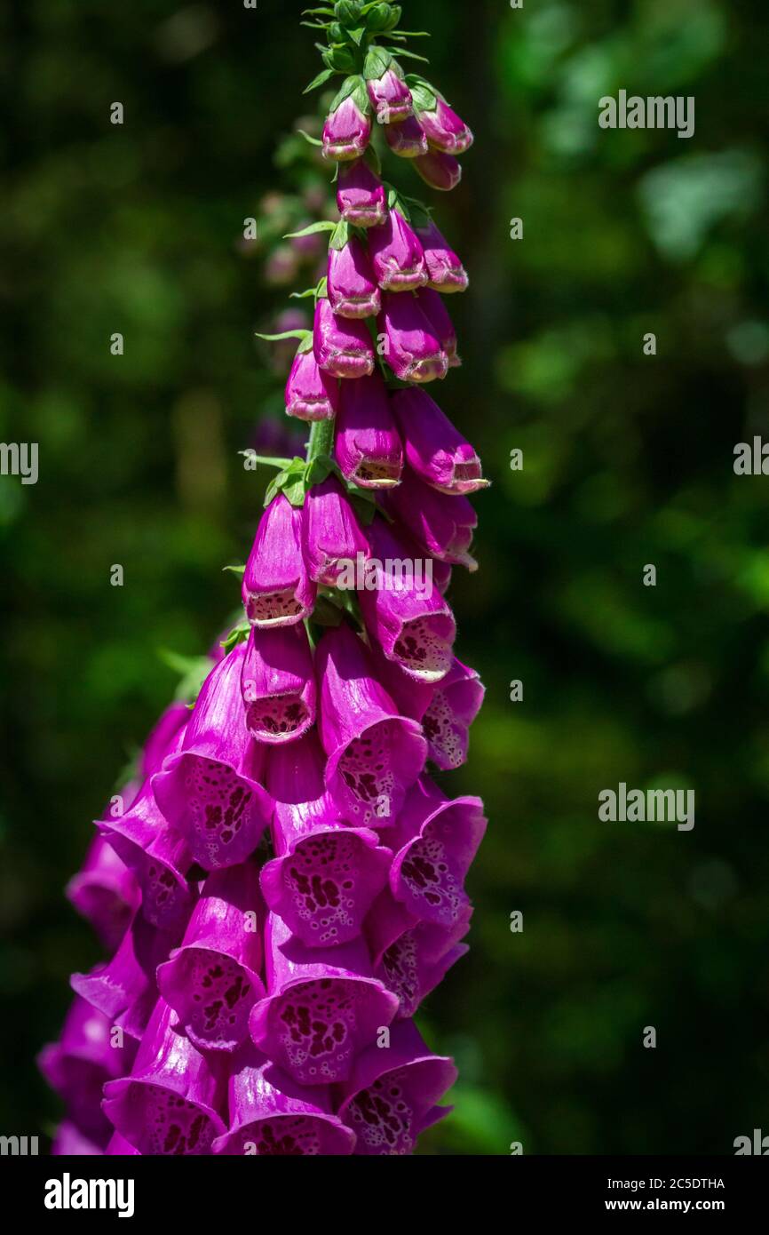 Thimble flower hi-res stock photography and images - Alamy
