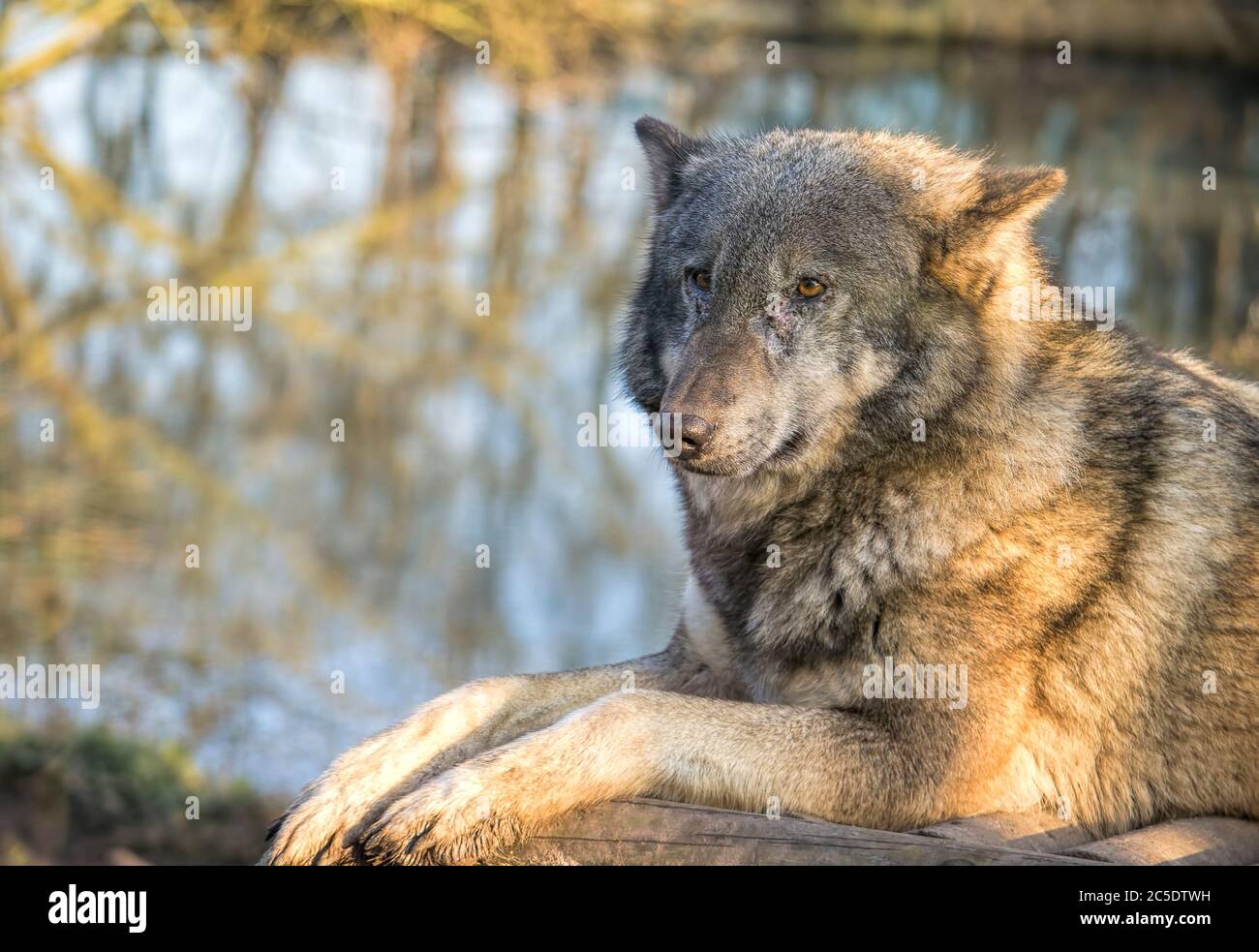 Image of a european wolf resting on a wood Stock Photo - Alamy
