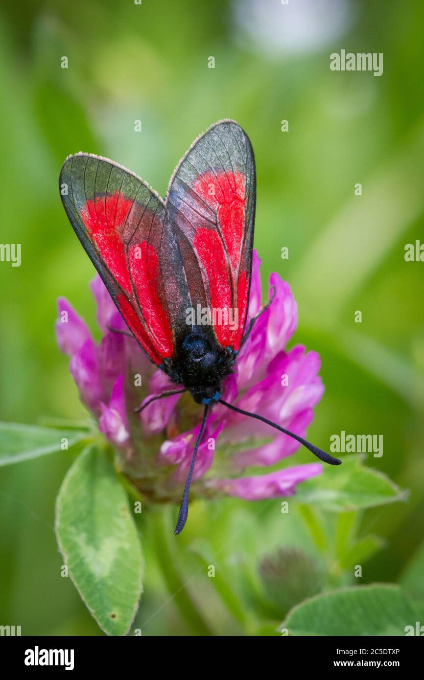 Burnet moth (Zygaena purpuralis Stock Photo - Alamy