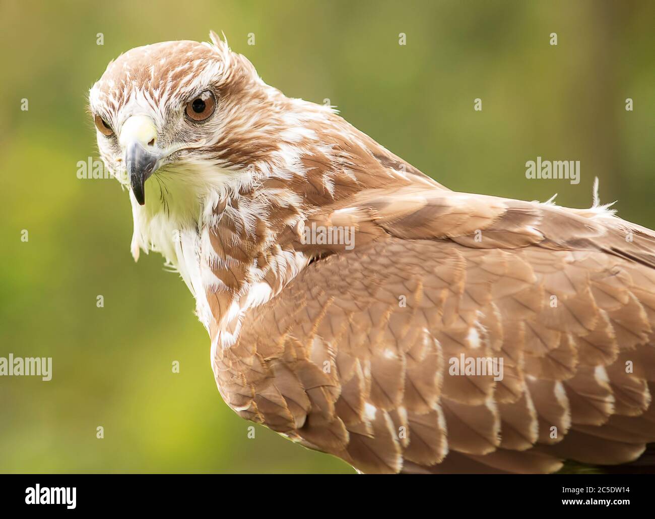 Closeup portrait of a falcon Stock Photo - Alamy