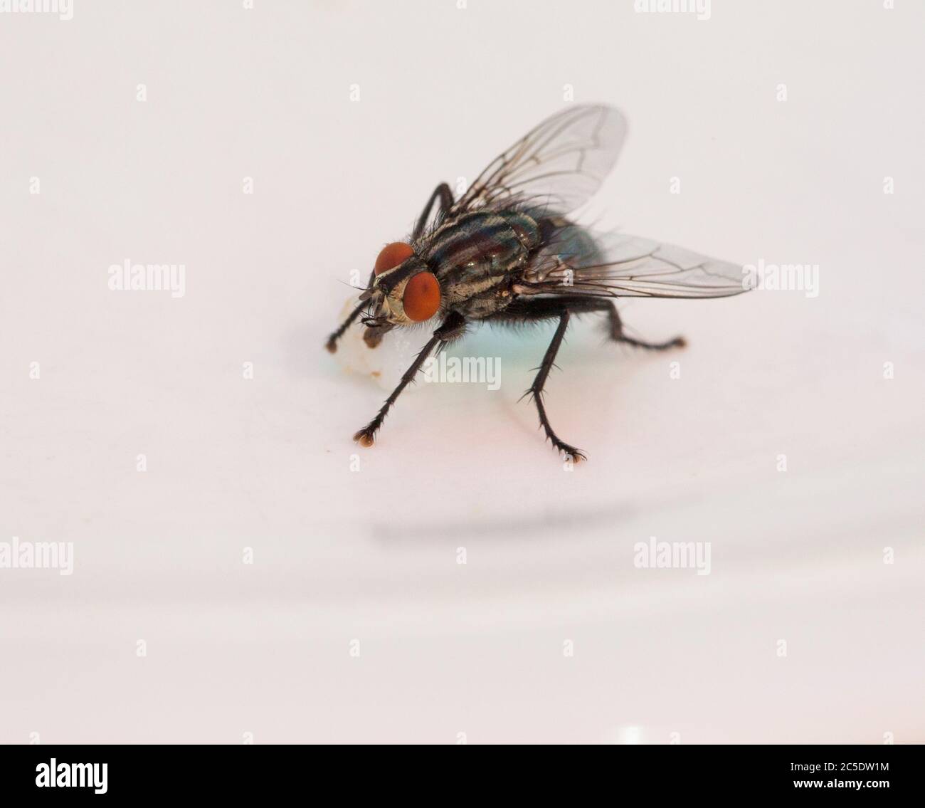 FLY with a pearl sugar grains Stock Photo - Alamy