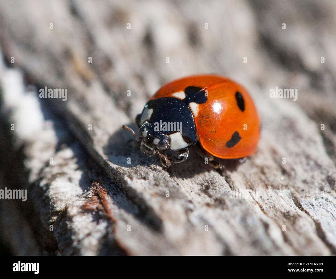 Spring beetle hi-res stock photography and images - Alamy