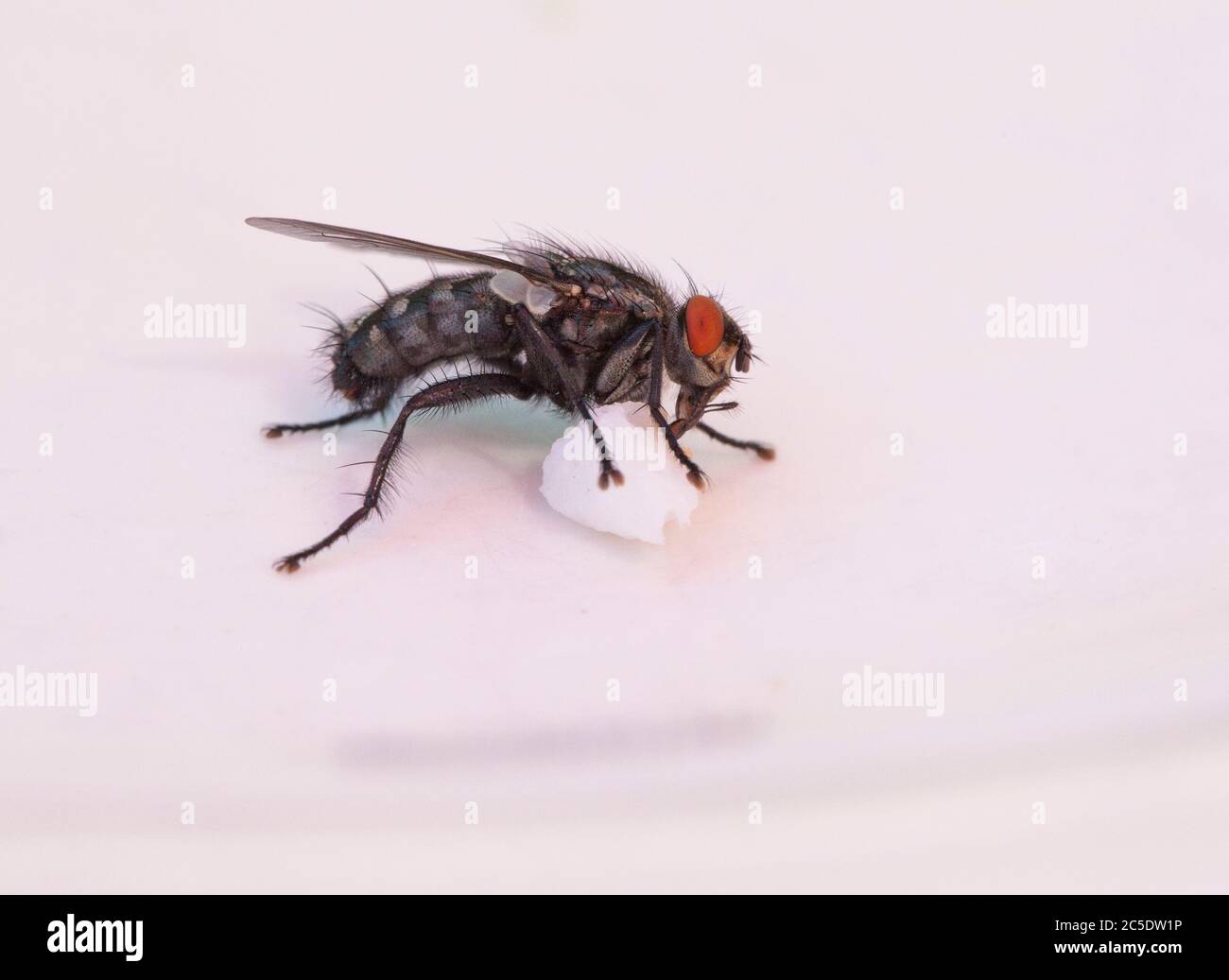 FLY with a pearl sugar grains Stock Photo - Alamy