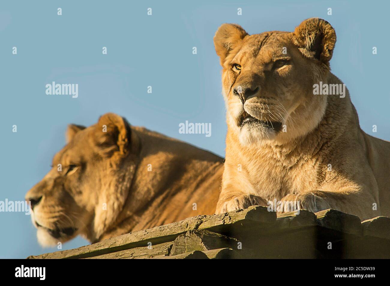 Two female lions hi-res stock photography and images - Alamy