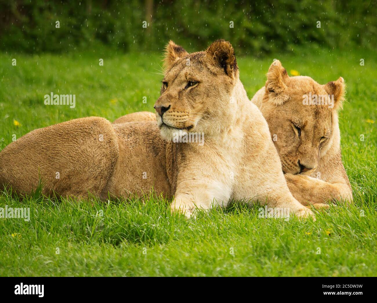 Two female lions hi-res stock photography and images - Alamy