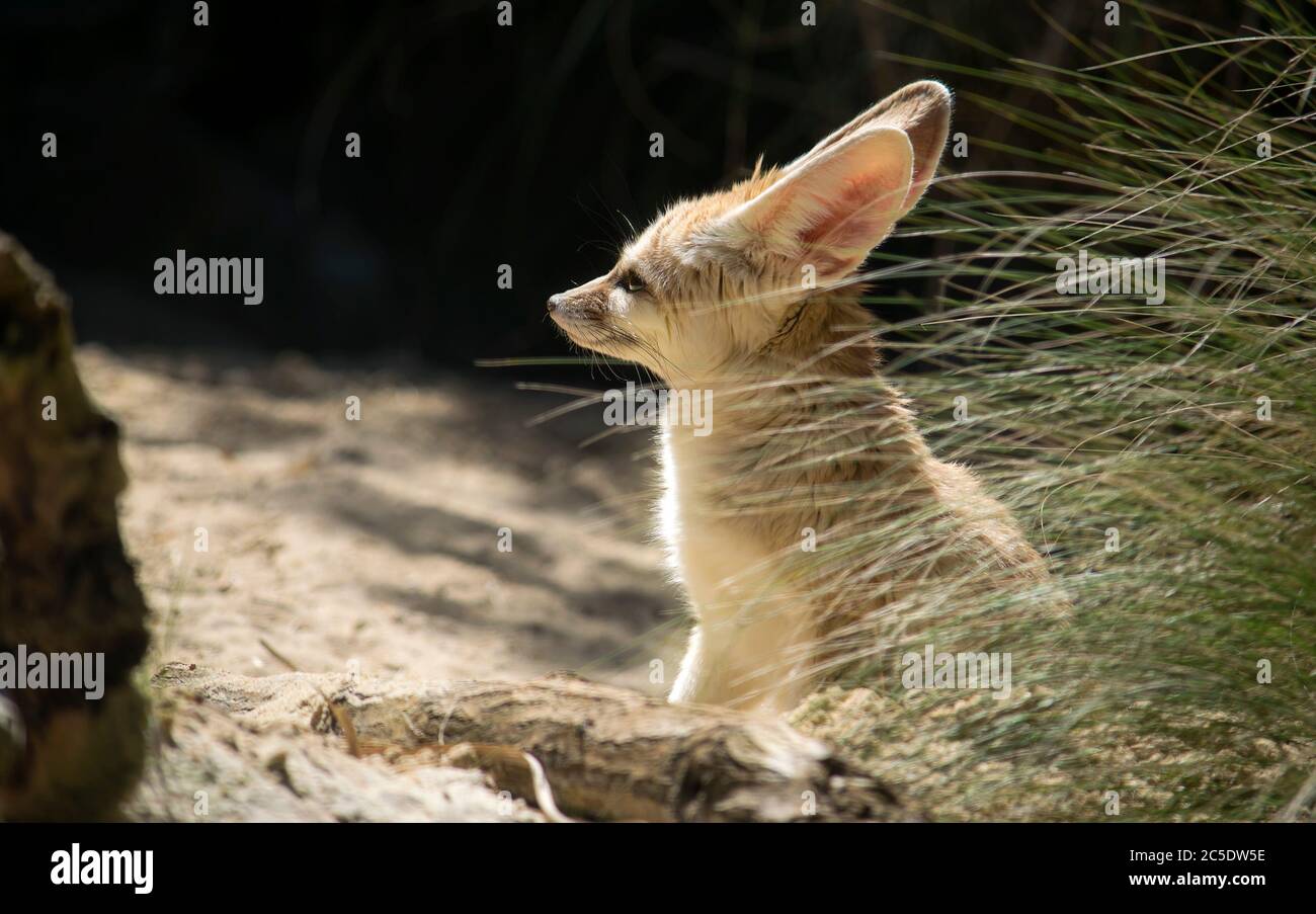 Fennec fox siiting on the sunshine in the sand Stock Photo - Alamy
