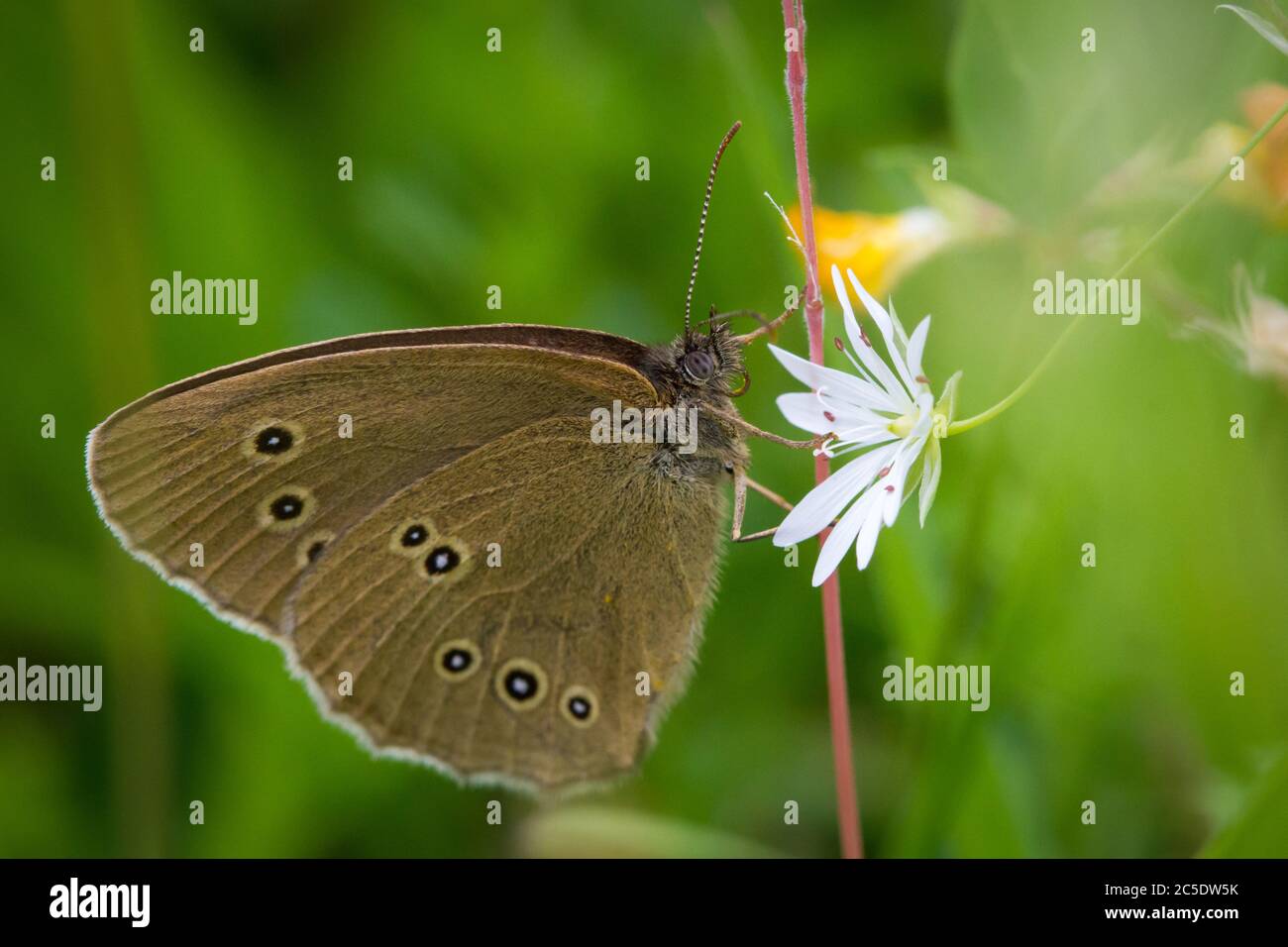 Ringlet butterfly (Aphantopus hyperantus Stock Photo - Alamy
