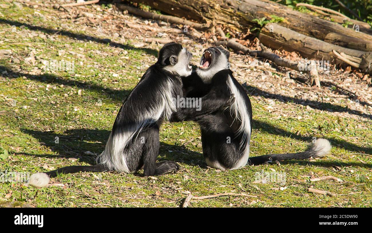 Aggressive monkeys hi-res stock photography and images - Alamy