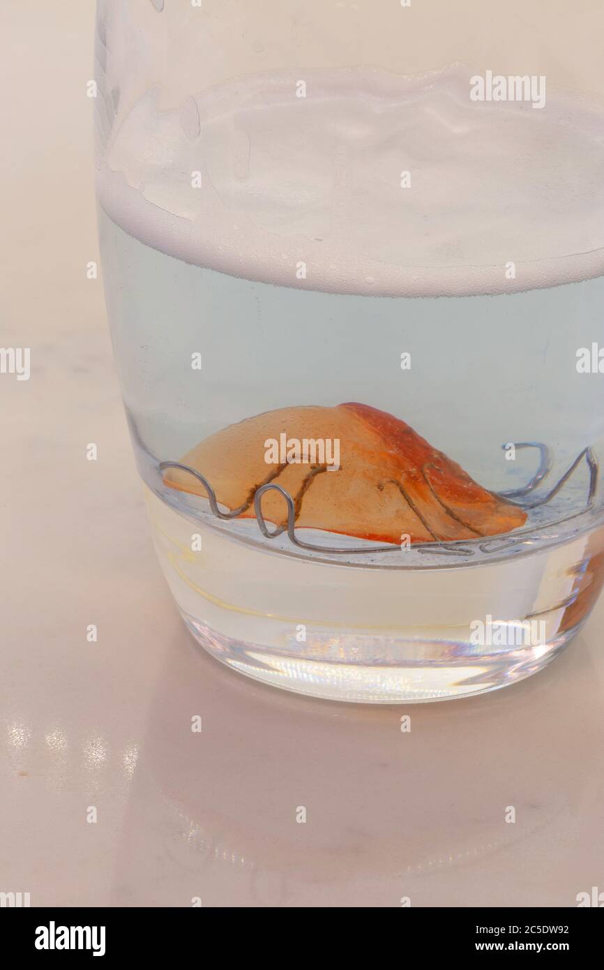 Hawley bow orthodontic teeth retainer in glass of denture cleanser ...