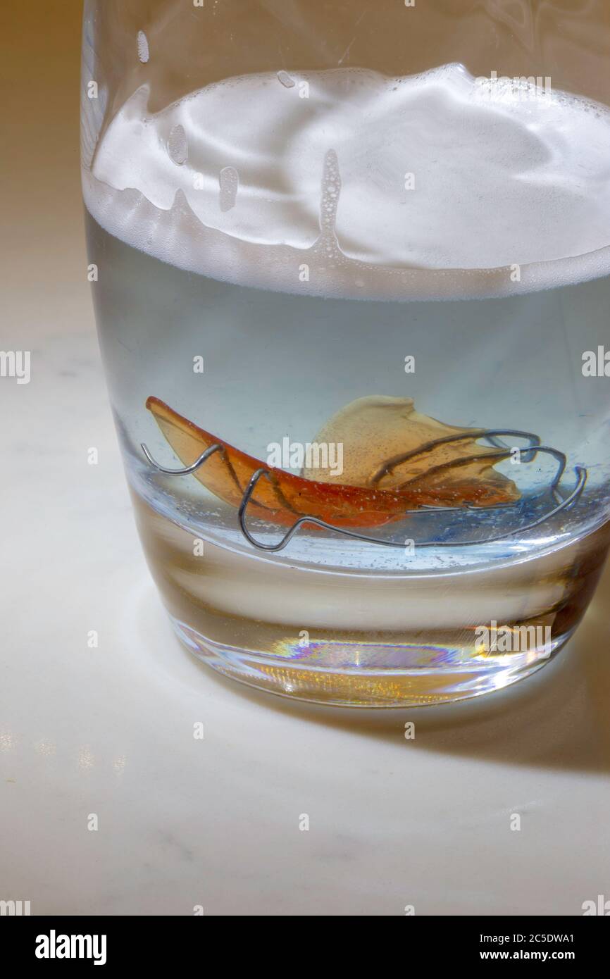 Hawley bow orthodontic teeth retainer in glass of denture cleanser ...
