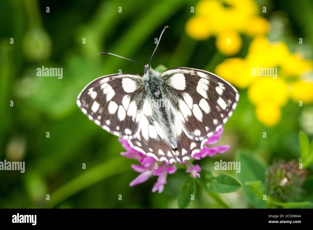 Marbled white butterfly (Melanargia galathea Stock Photo - Alamy