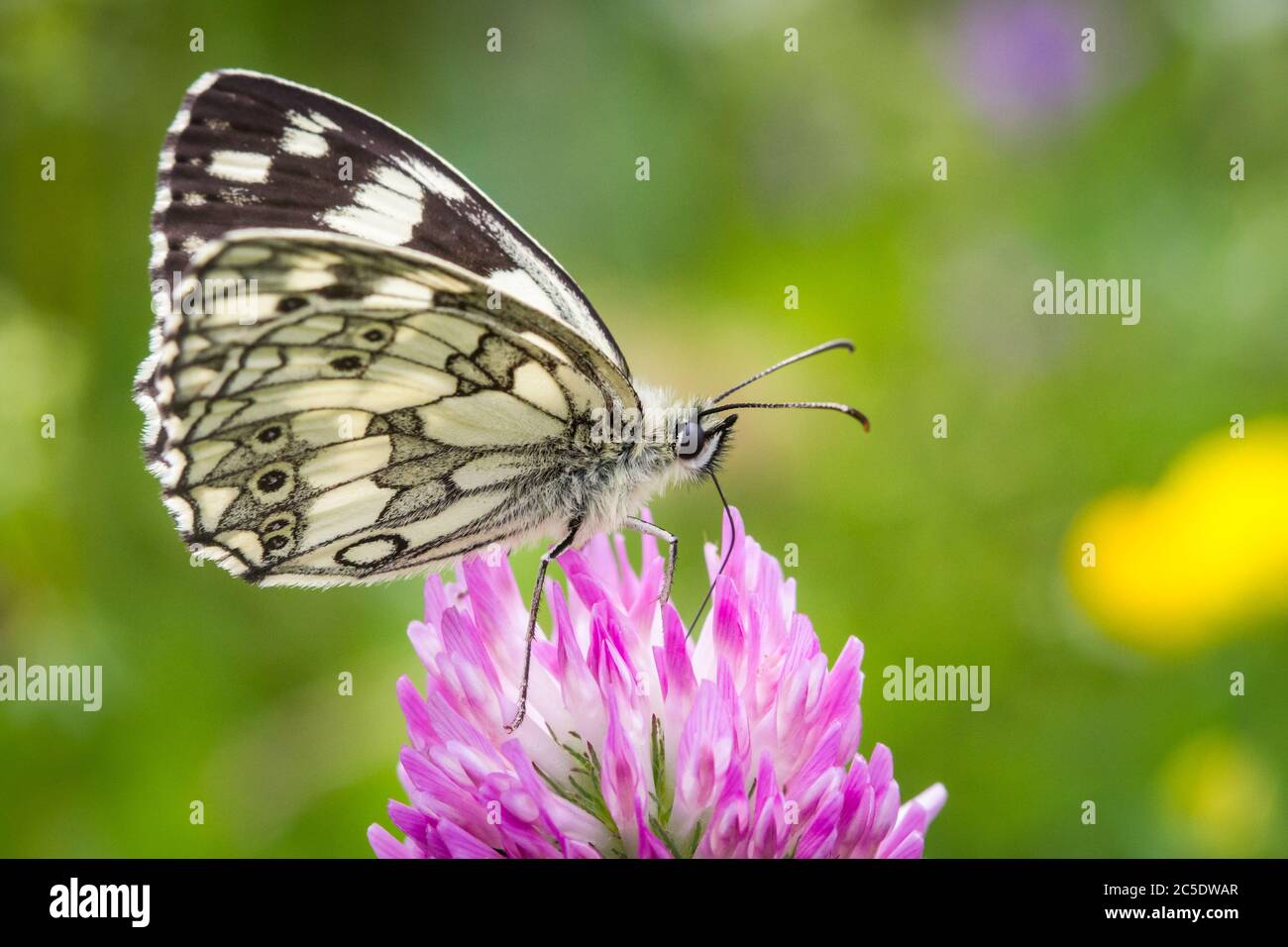 Marbled white butterfly (Melanargia galathea Stock Photo - Alamy