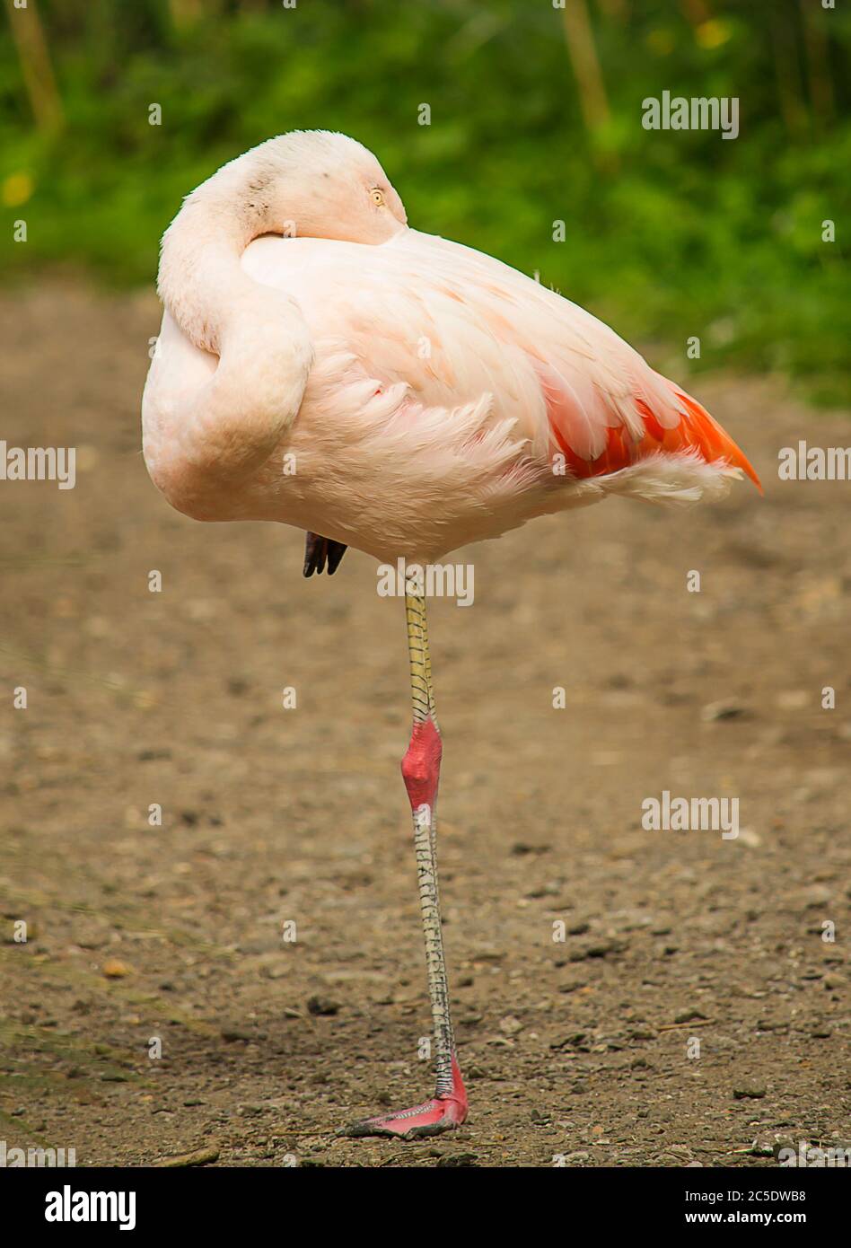 Flamingo sleeping on one leg in the nature Stock Photo - Alamy