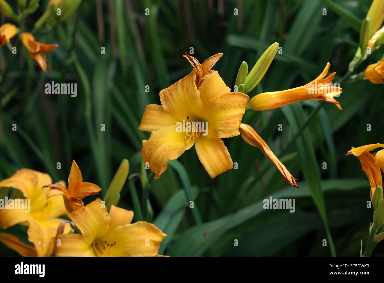 Full blooming of yellow lily in flower garden Stock Photo - Alamy