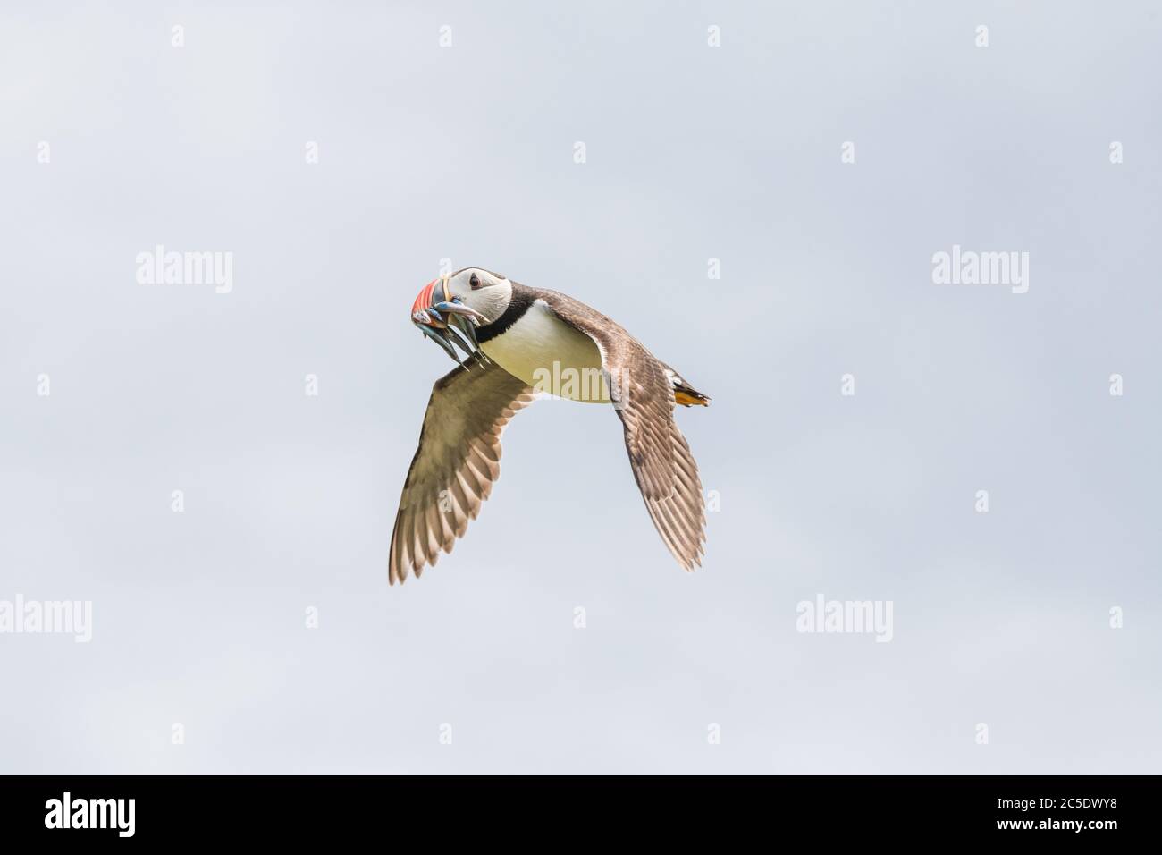 A portrait of a colourful Atlantic Puffins flying back to its nest with ...
