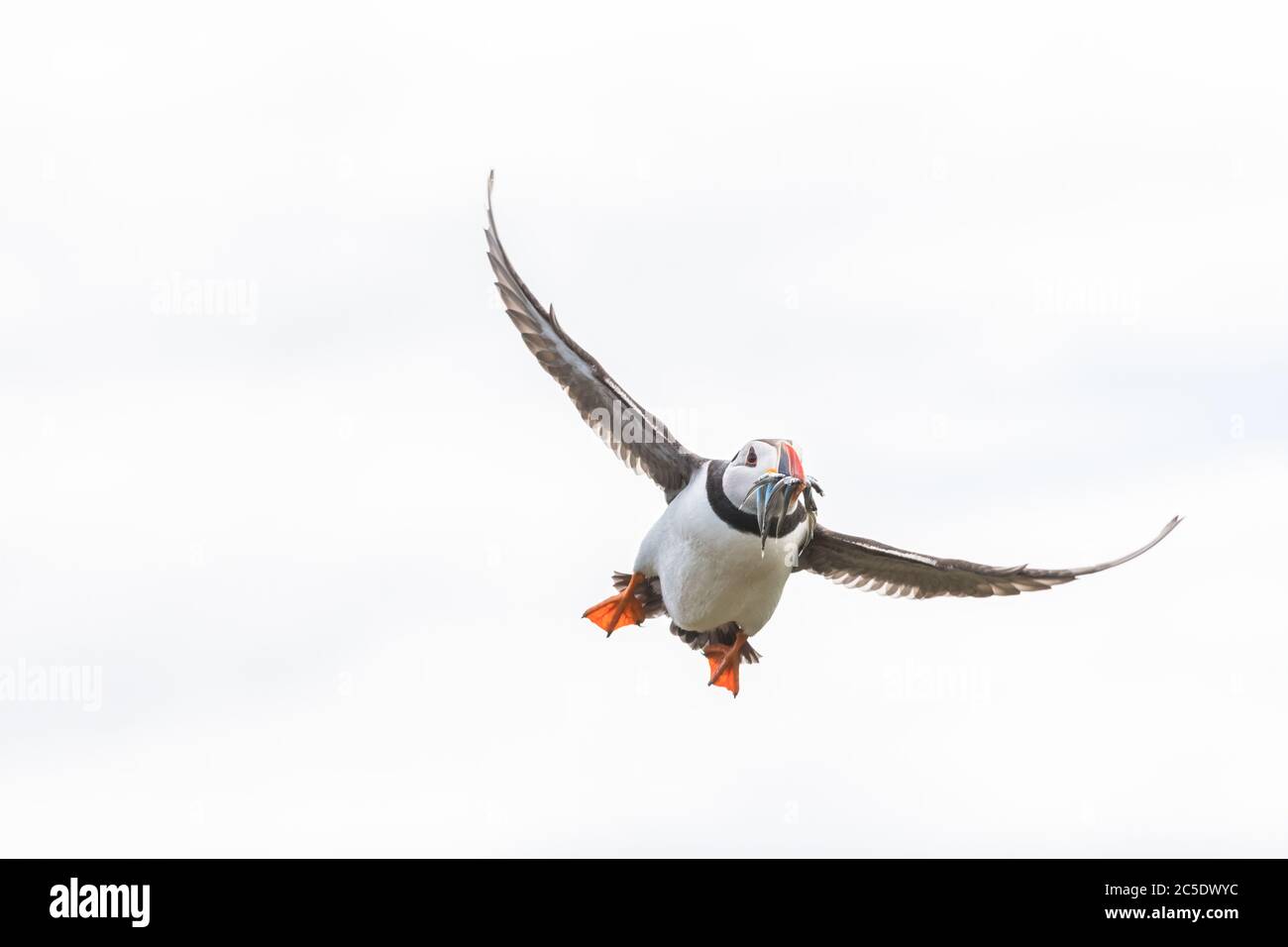 A portrait of a colourful Atlantic Puffins flying back to its nest with ...