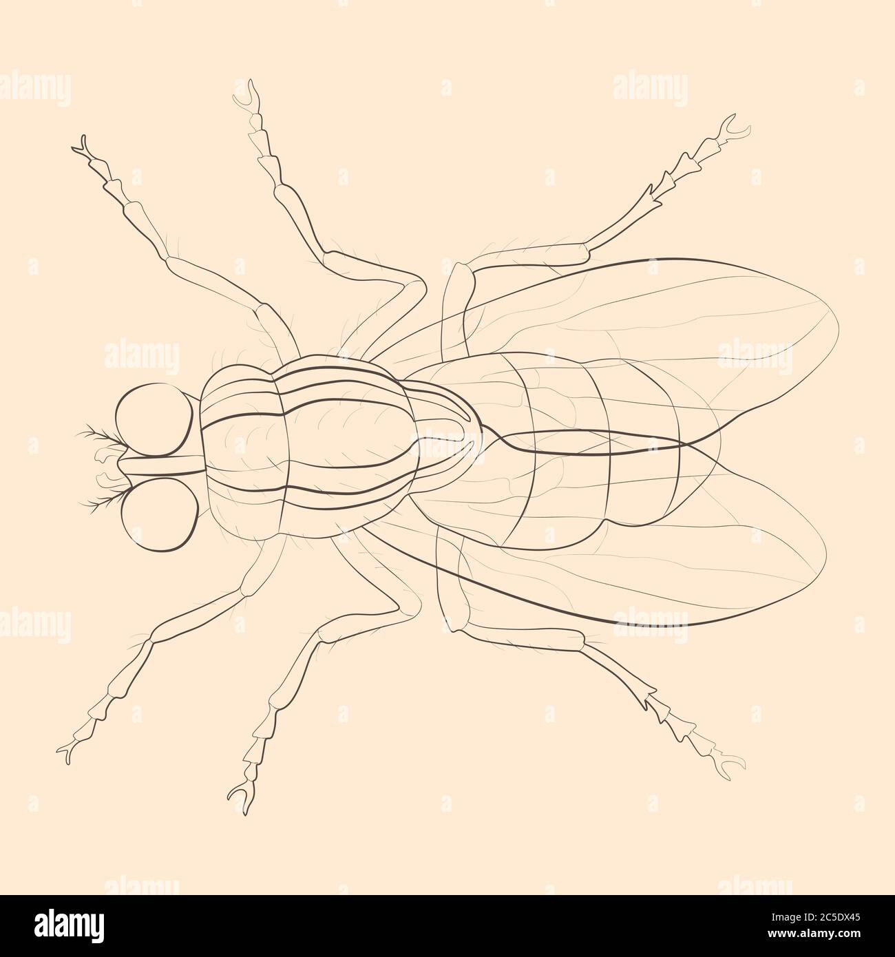 Animal diptera Stock Vector Images - Alamy