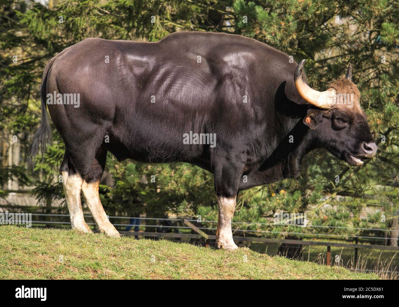 Full grown gaur also known as indian bison Stock Photo - Alamy